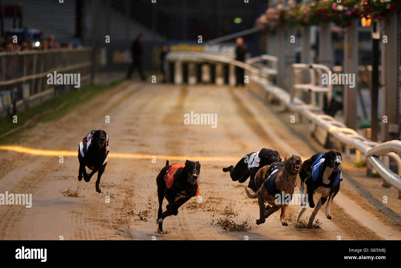 Action on the track at wimbledon greyhound stadium hi-res stock ...