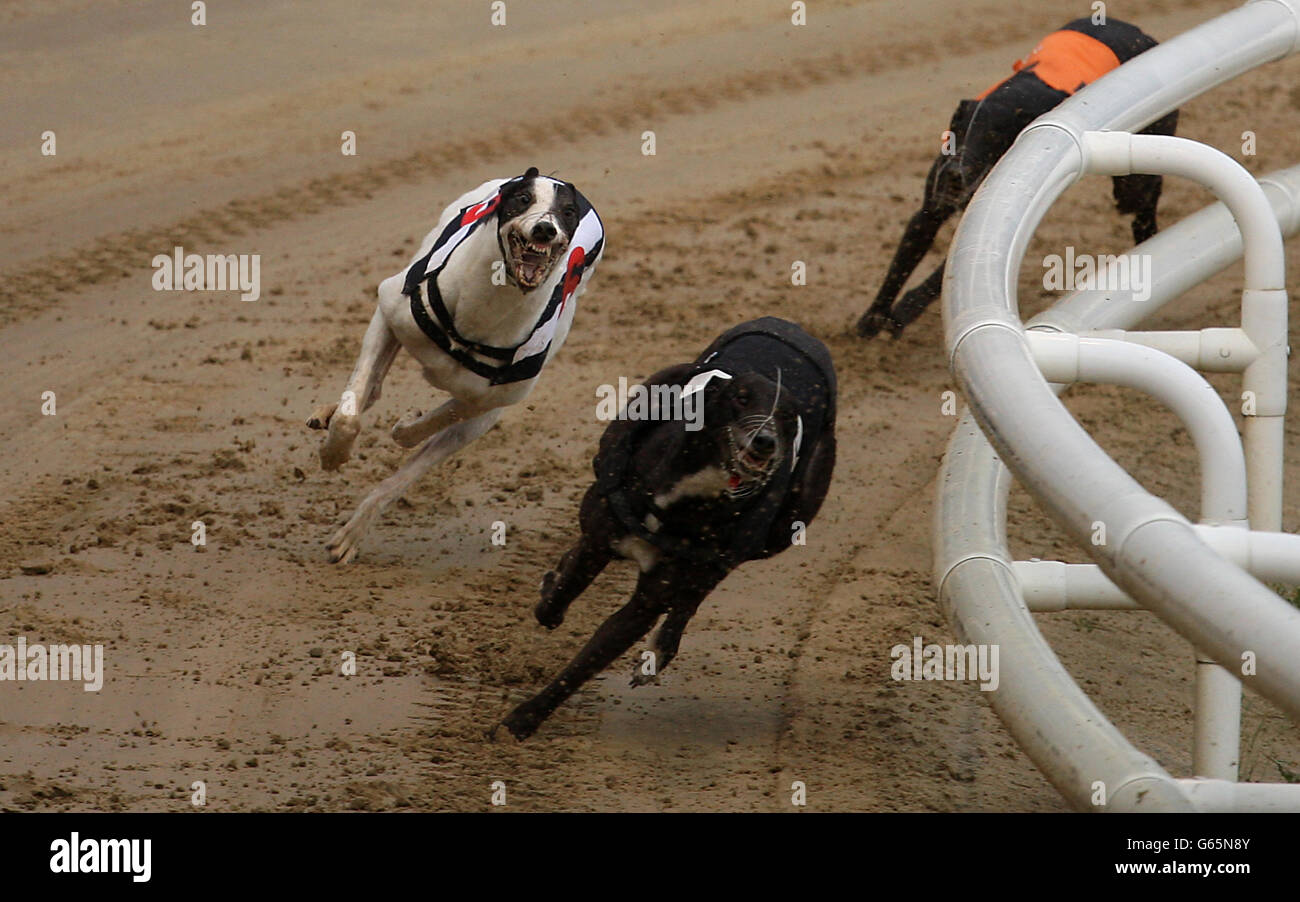 Greyhound Racing - William Hill Derby - Day Two - Wimbledon Stadium ...
