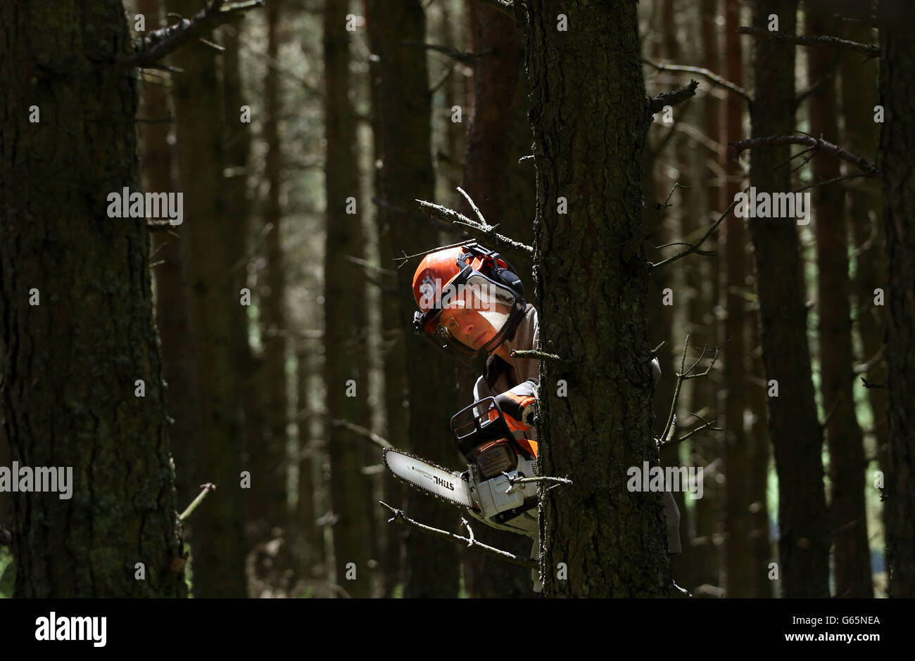 News environment forest hi-res stock photography and images - Alamy