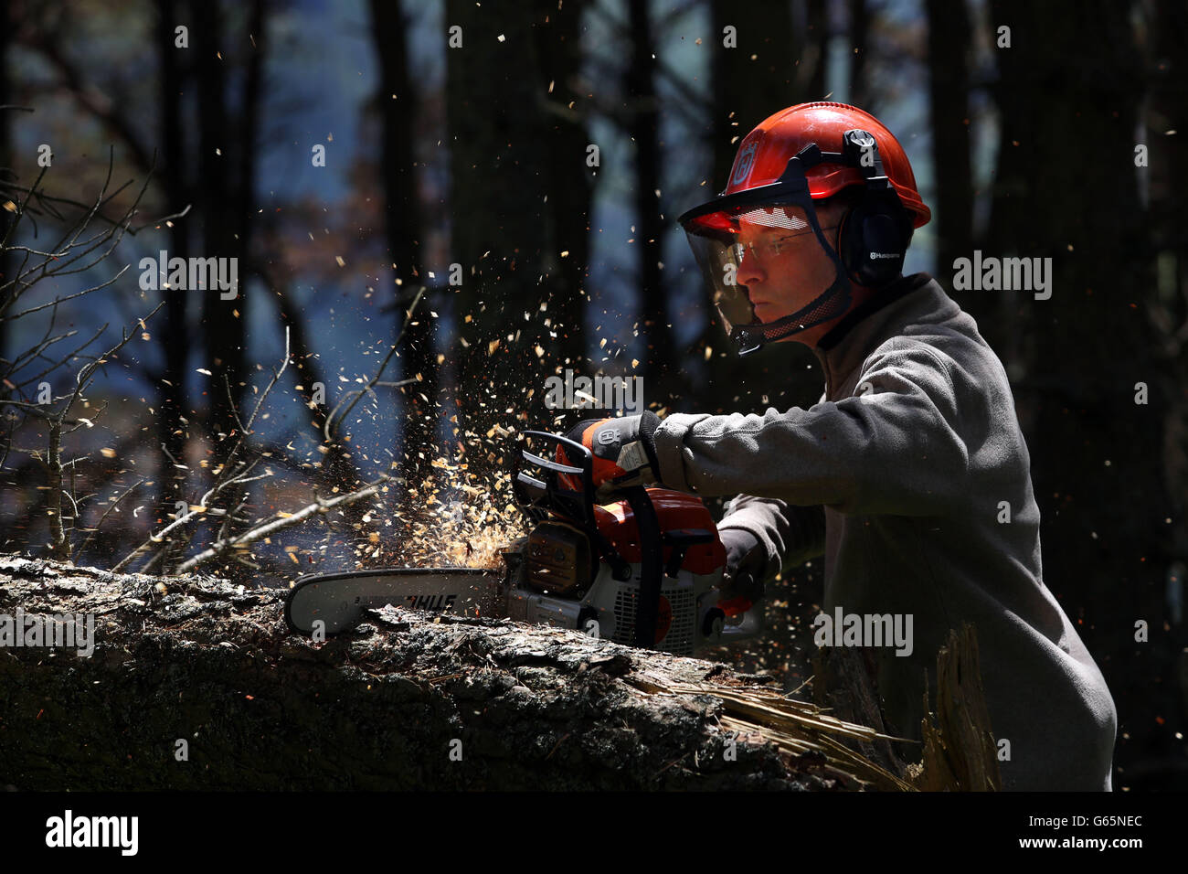 Scottish tree felling hi-res stock photography and images - Alamy