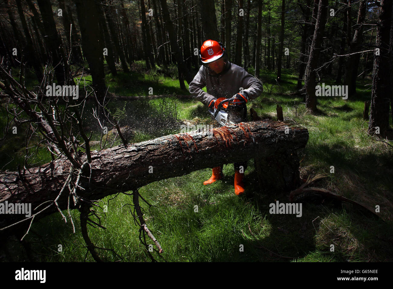 STANDALONE: A forest worker near Innerleithen in the Scottish Borders ...