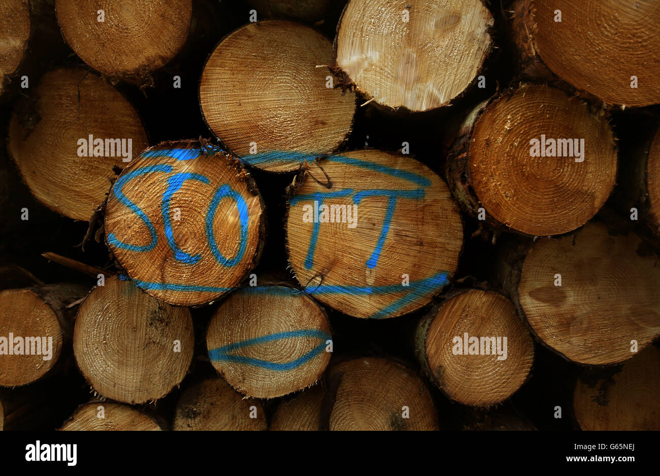 STANDALONE: Wood is stacked in a mixed conifer woodland near ...