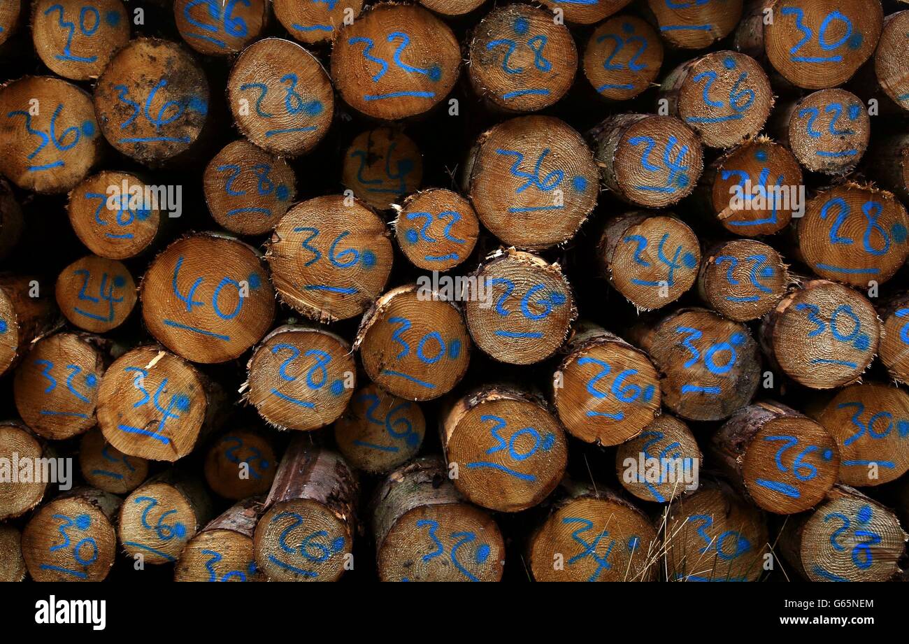 Tree felling in Scotland Stock Photo - Alamy