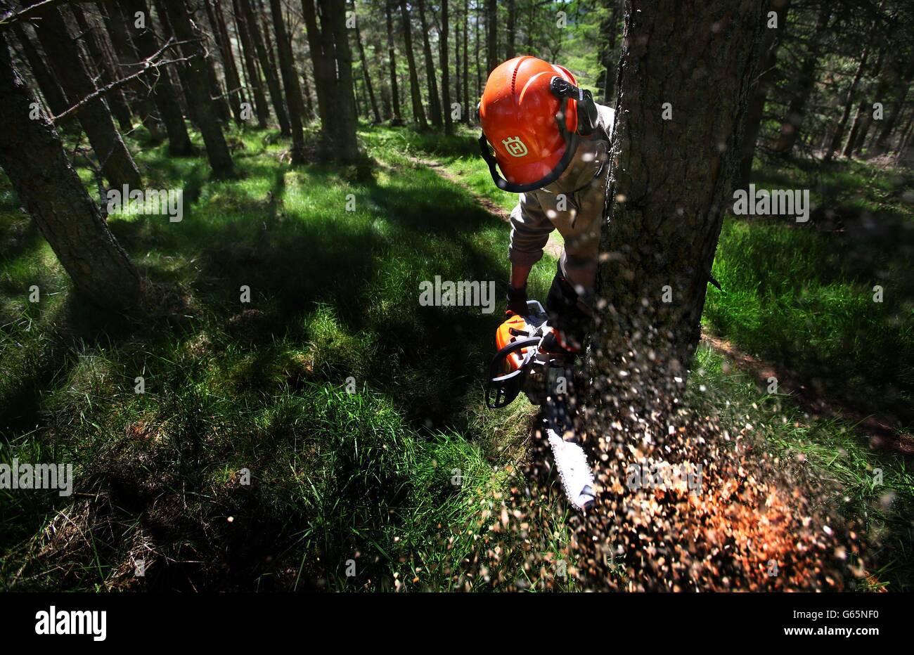 STANDALONE: A forest worker near Innerleithen in the Scottish Borders ...
