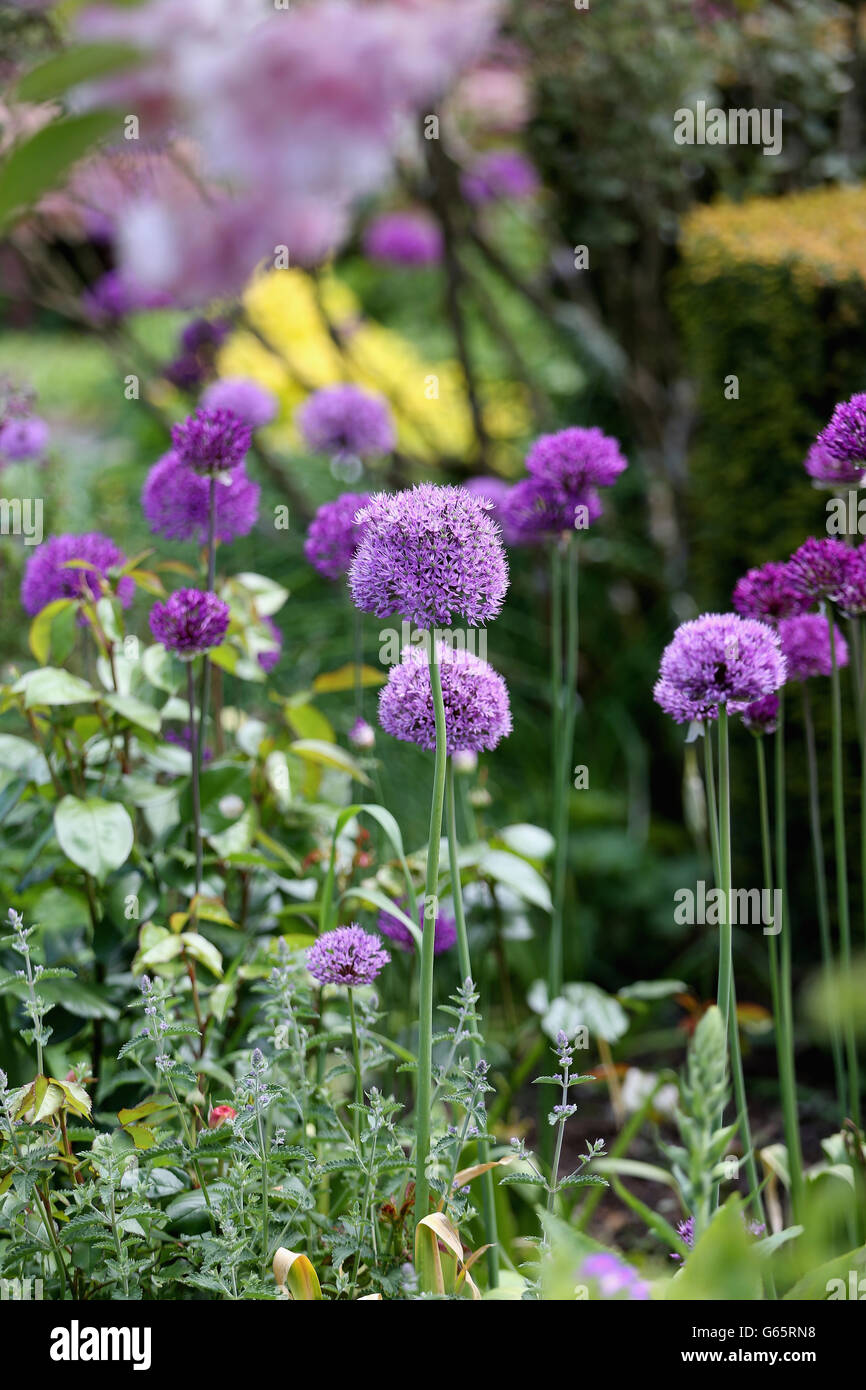 Prince Of Wales Launches Coronation Meadows Initiative Stock Photo - Alamy