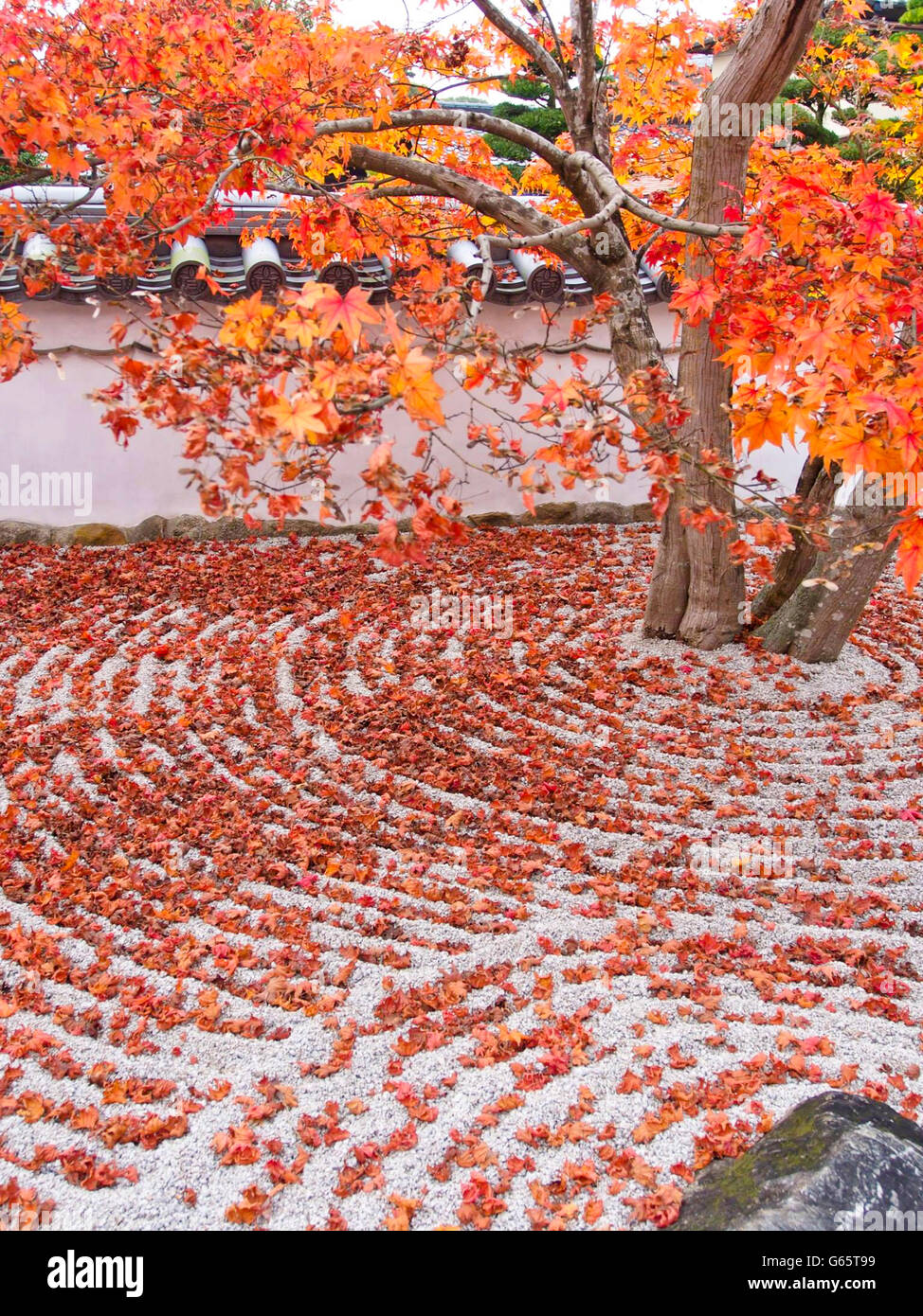 japan autumn tree background - Stock Image Stock Photo - Alamy