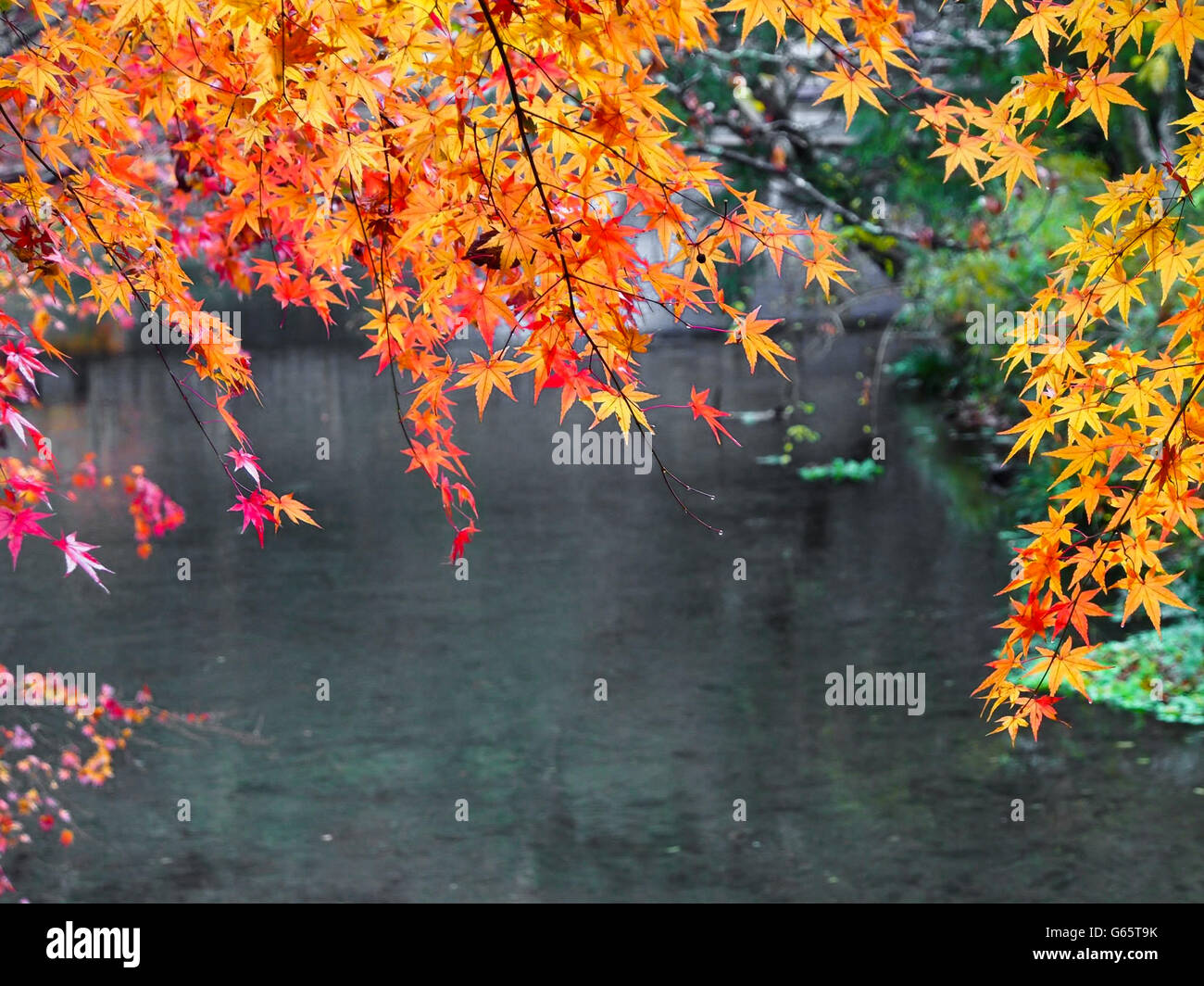 japan autumn tree background - Stock Image Stock Photo - Alamy