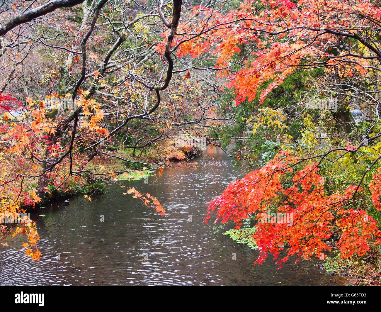japan autumn tree background - Stock Image Stock Photo - Alamy