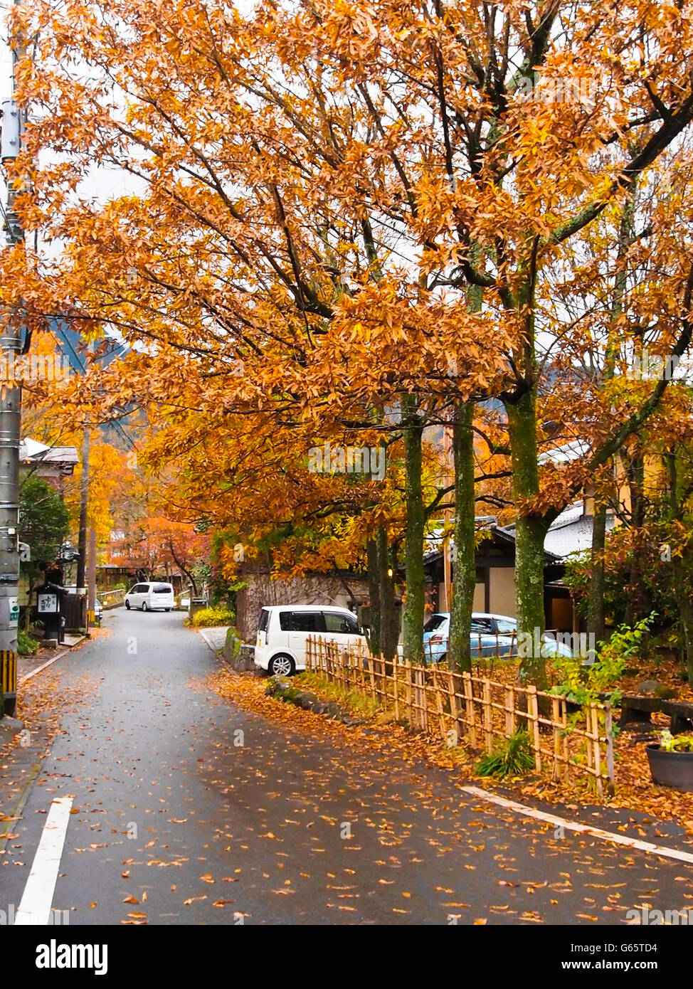 japan autumn tree background - Stock Image Stock Photo - Alamy