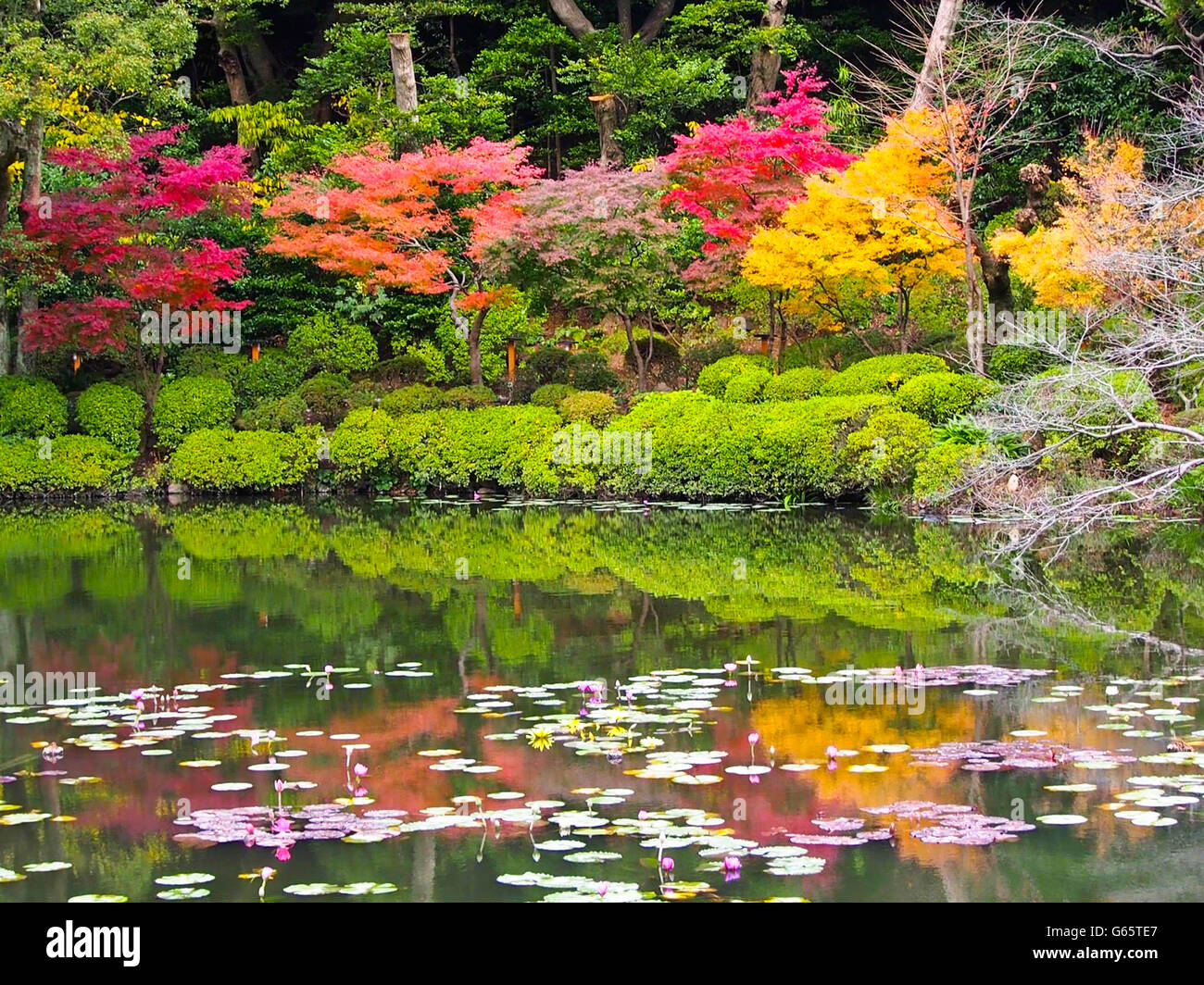 japan autumn tree background - Stock Image Stock Photo - Alamy