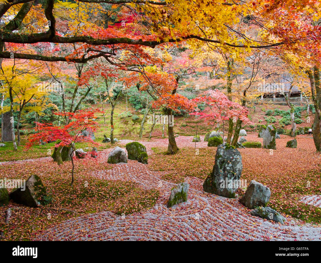 japan autumn tree background - Stock Image Stock Photo - Alamy