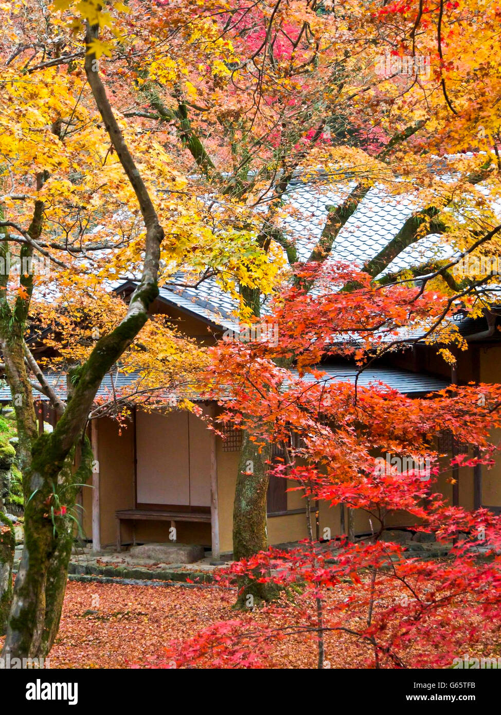 japan autumn tree background - Stock Image Stock Photo - Alamy