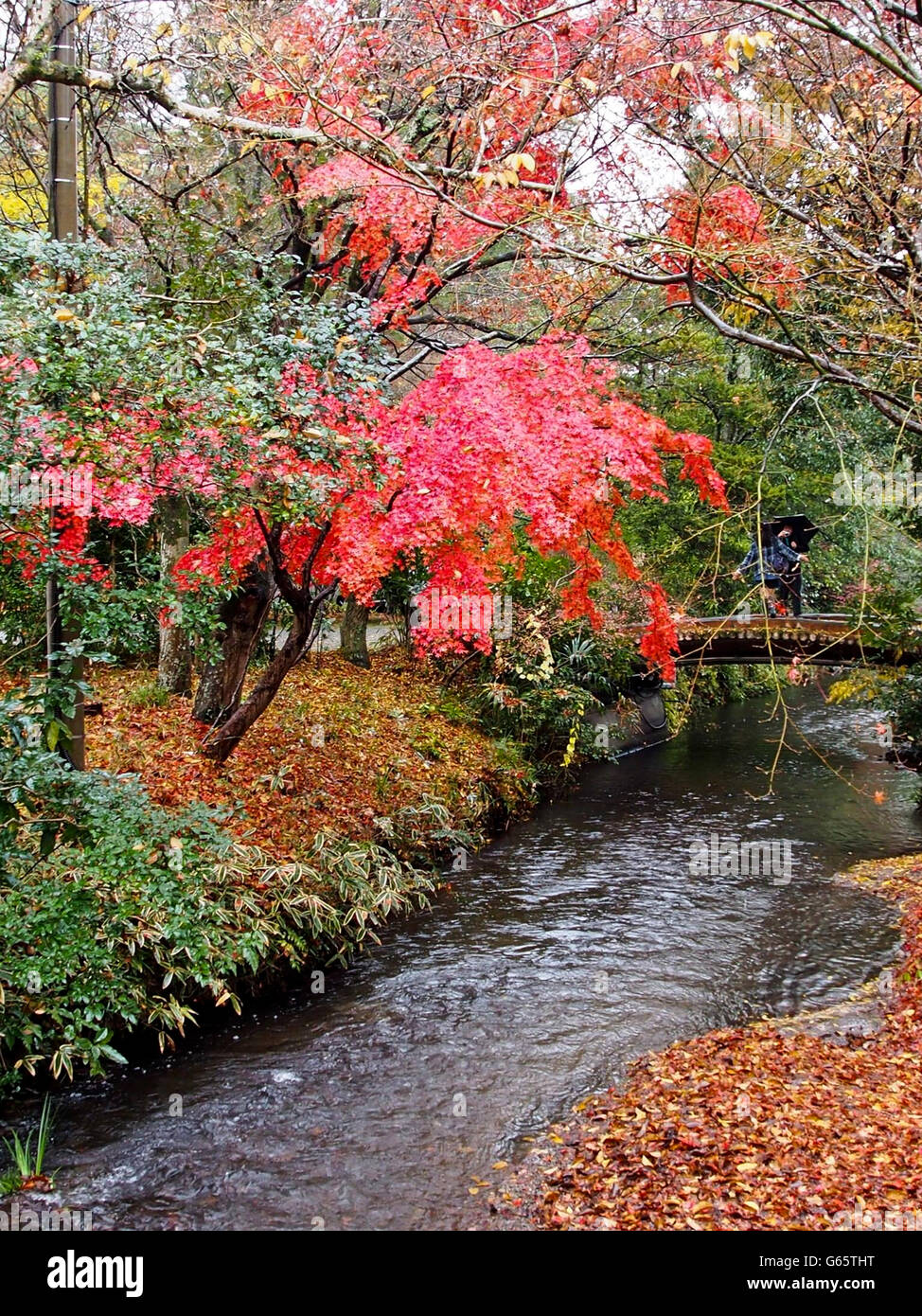 japan autumn tree background - Stock Image Stock Photo - Alamy