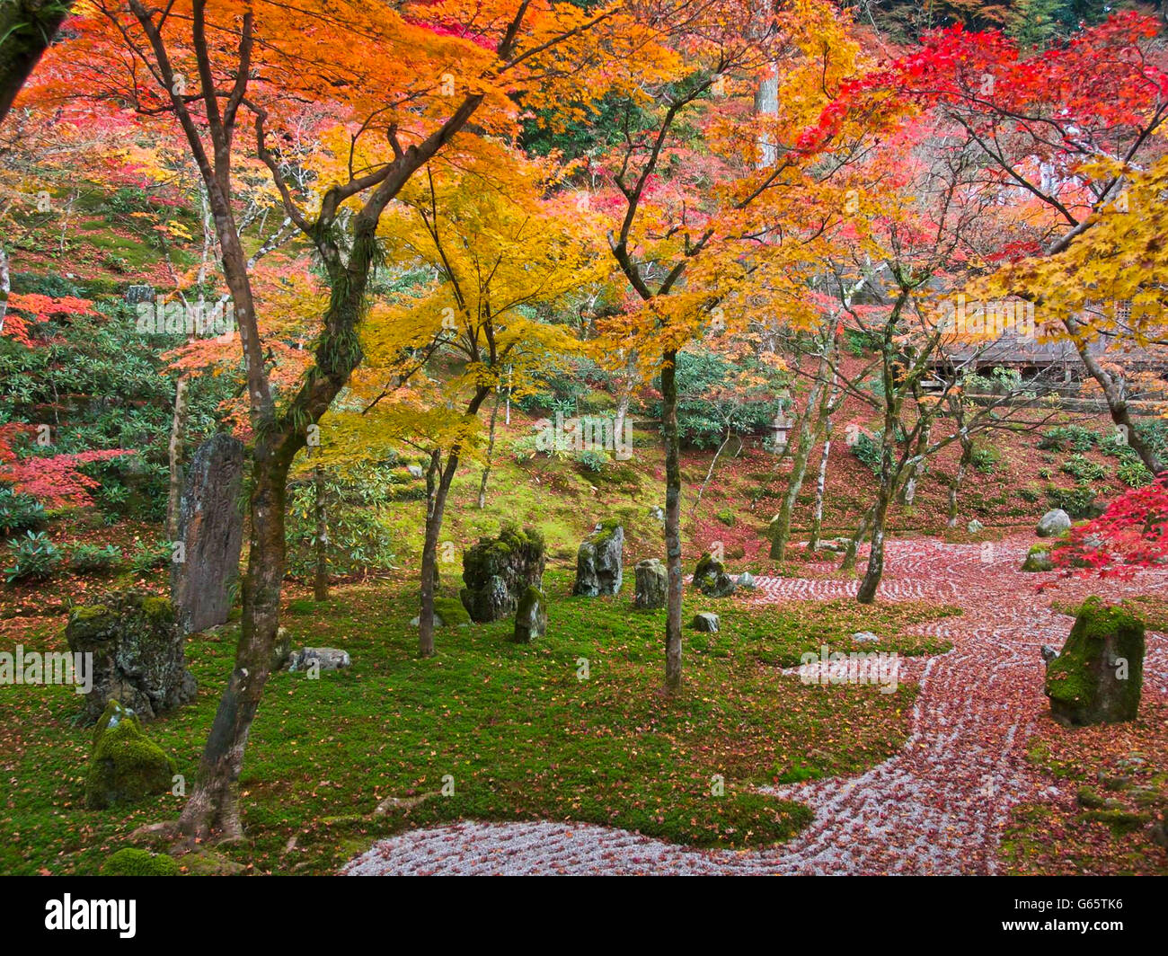 japan autumn tree background - Stock Image Stock Photo - Alamy