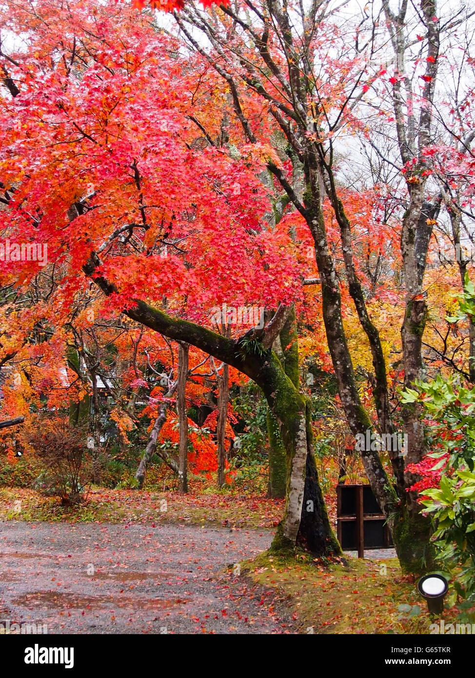japan autumn tree background - Stock Image Stock Photo - Alamy