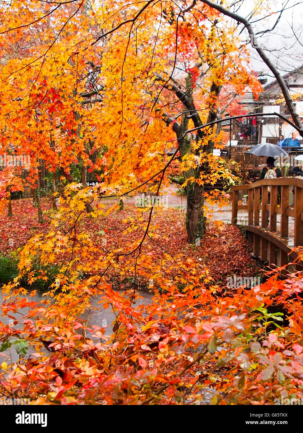 japan autumn tree background - Stock Image Stock Photo - Alamy