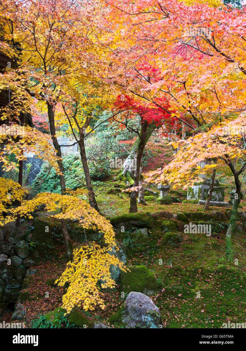 japan autumn tree background - Stock Image Stock Photo - Alamy