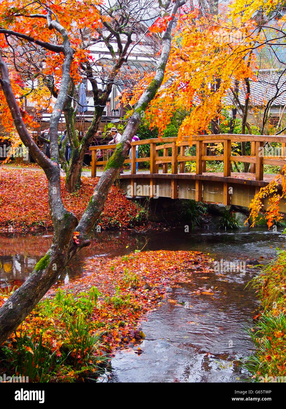 japan autumn tree background - Stock Image Stock Photo - Alamy