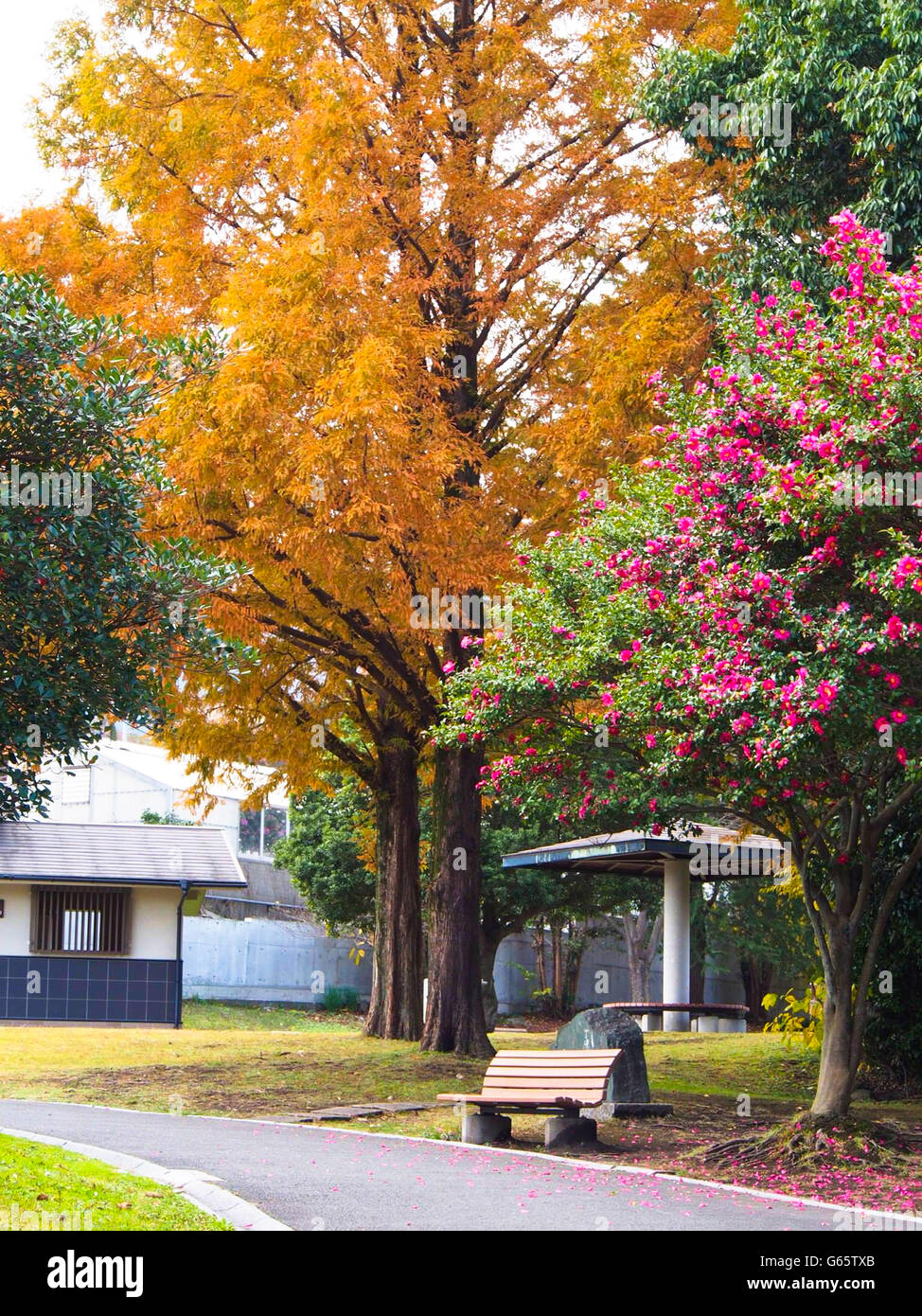 japan autumn tree background - Stock Image Stock Photo - Alamy