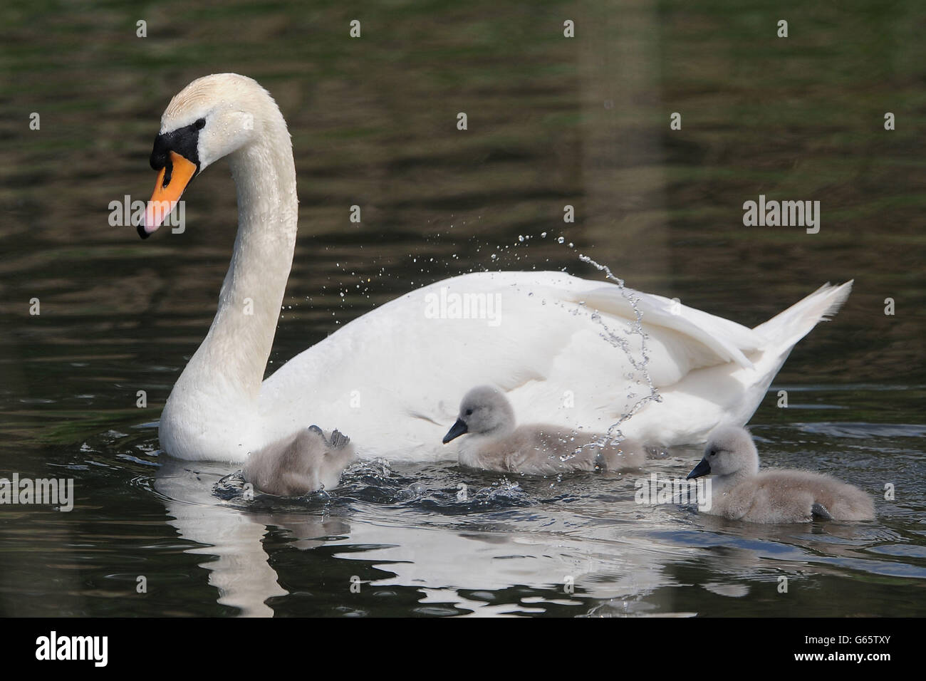 Animals that swim hi-res stock photography and images - Alamy