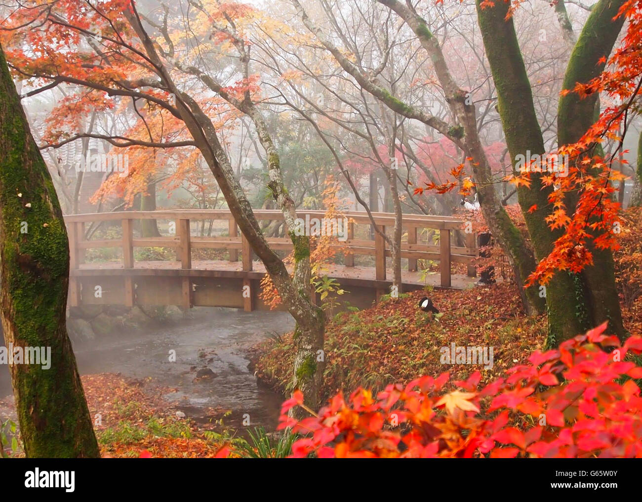 japan autumn tree background - Stock Image Stock Photo - Alamy
