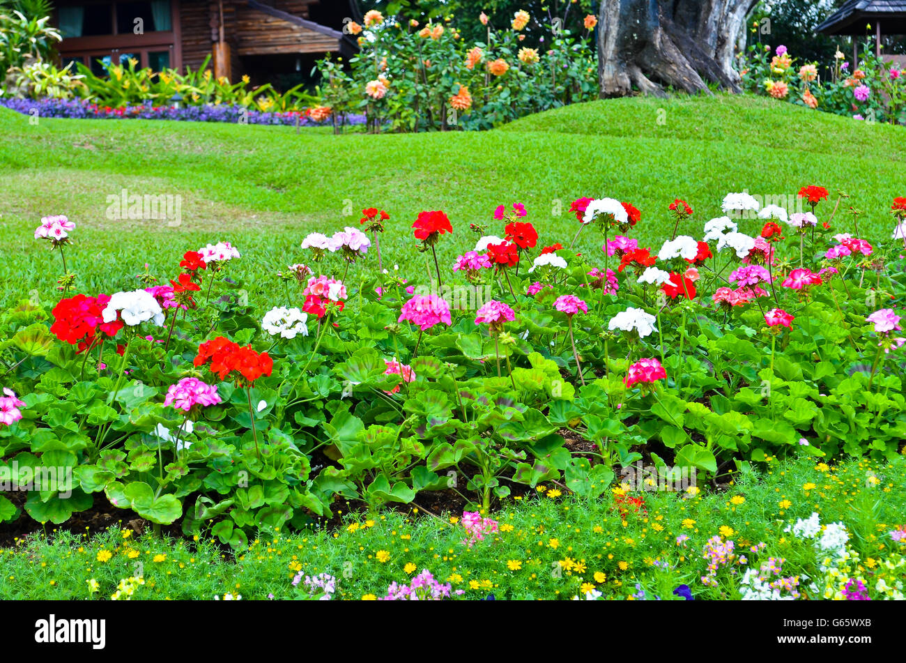 Colorful flower - Stock Image Stock Photo - Alamy
