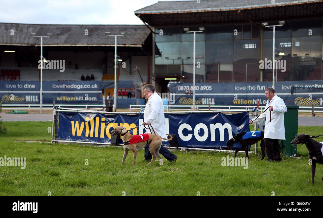 Greyhound racing william hill derby round day two wimbledon stadium hi ...