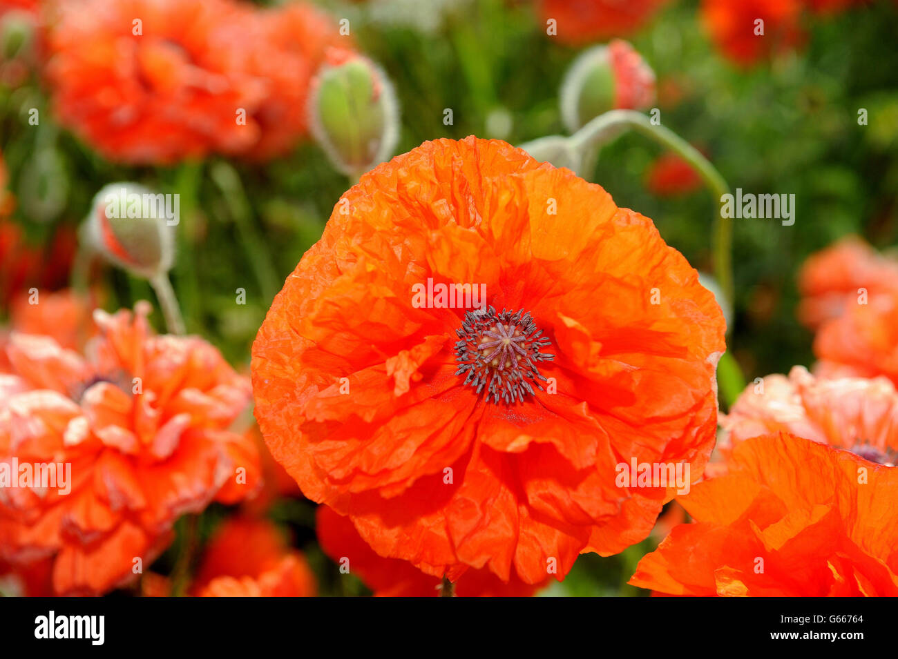 Summer weather June 11 Stock Photo - Alamy