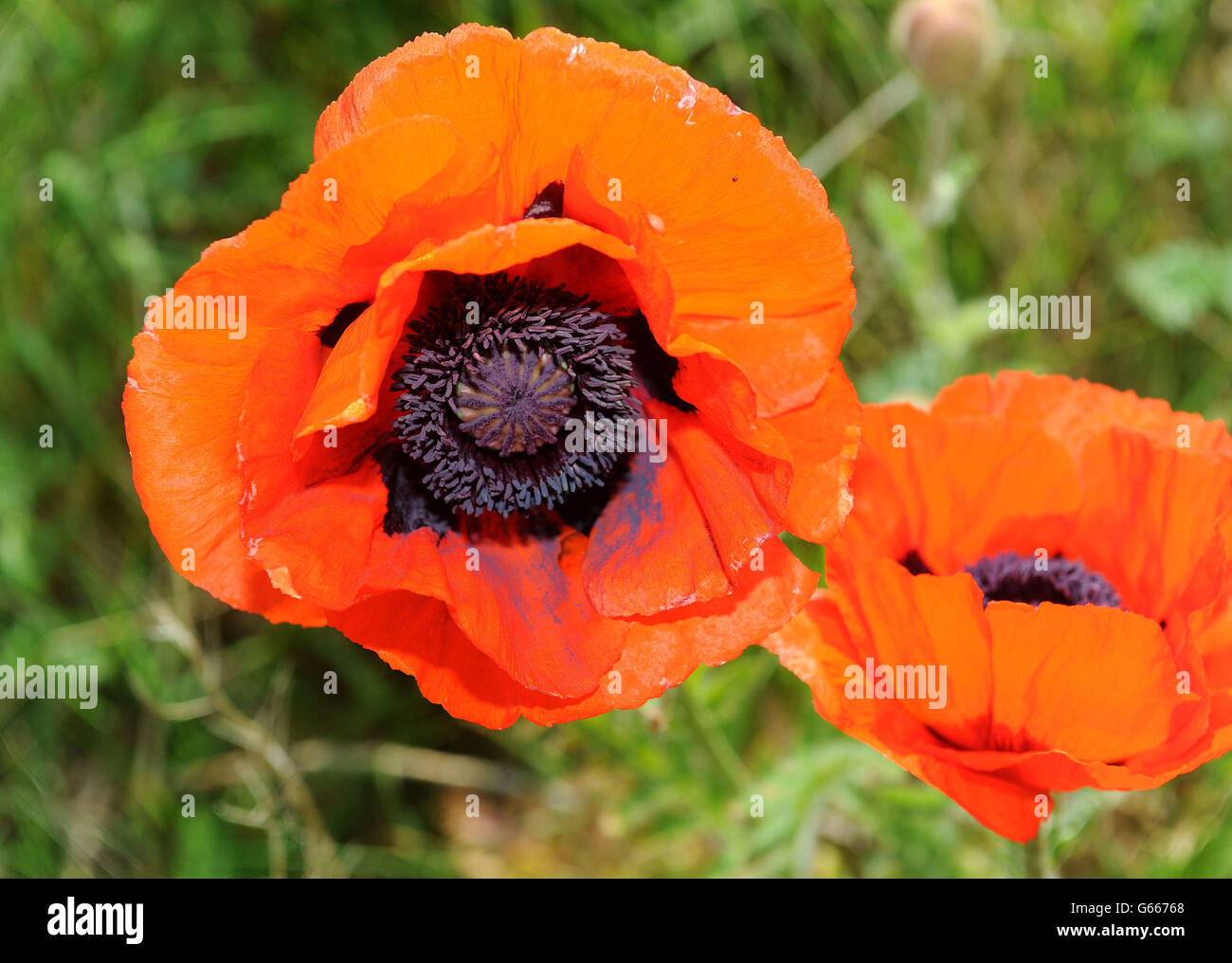 Giant poppys hi-res stock photography and images - Alamy