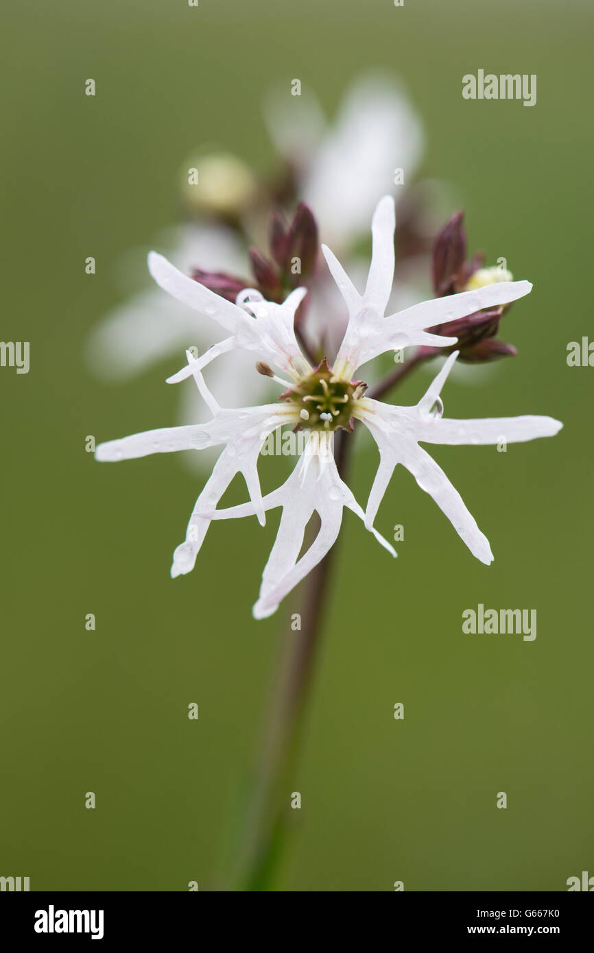 Ragged robin cutout hi-res stock photography and images - Alamy