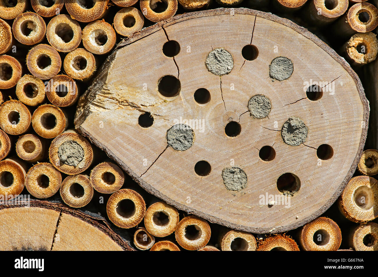 Mason Bees High Resolution Stock Photography and Images - Alamy