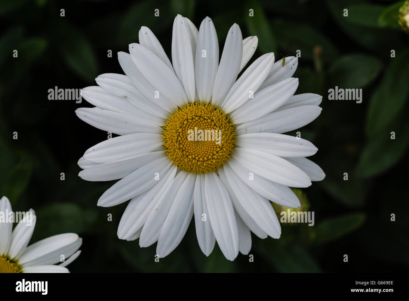 A flower blooms, a daisy opened Stock Photo - Alamy