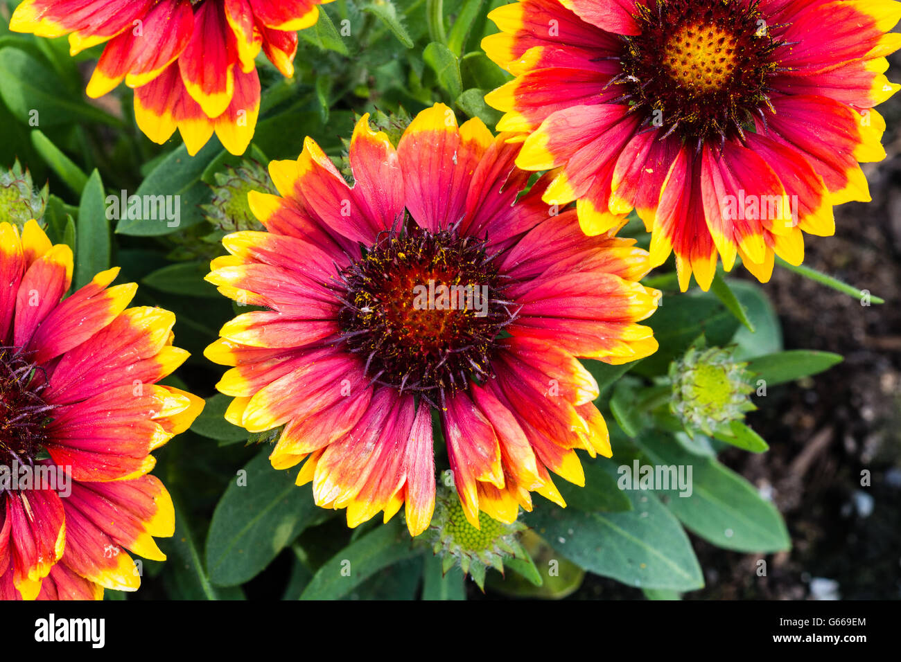 blooming flowers in Edmonds Stock Photo - Alamy