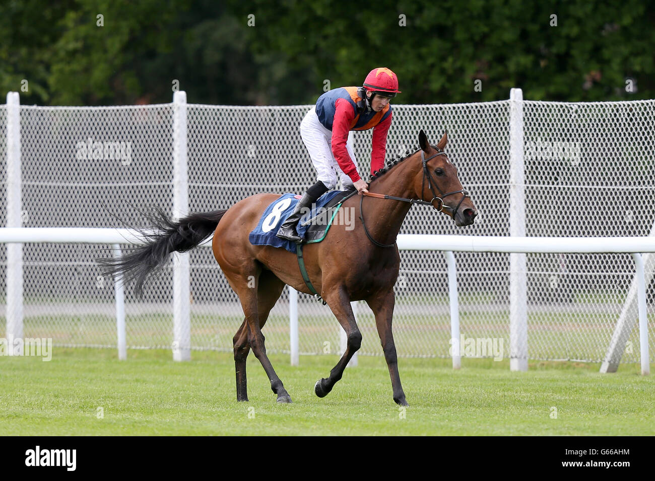 Montjeu horse hi-res stock photography and images - Alamy