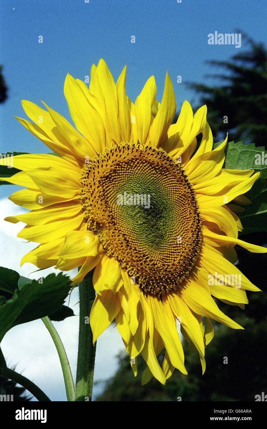 A sunflower. A stock image of a Sunflower Stock Photo - Alamy