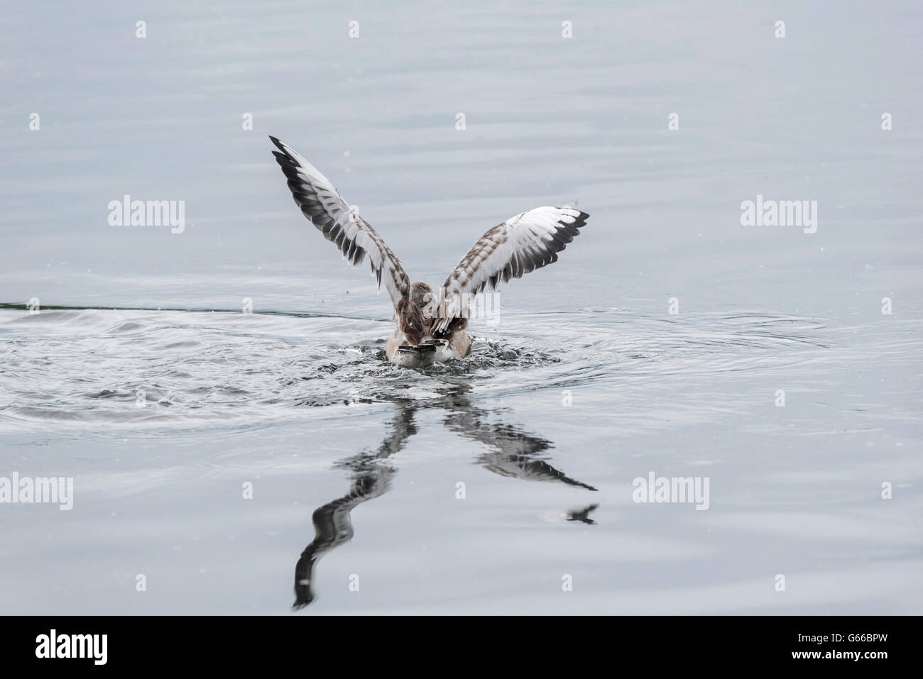A swimming Black Headed Gull chick flapping its wings Stock Photo - Alamy