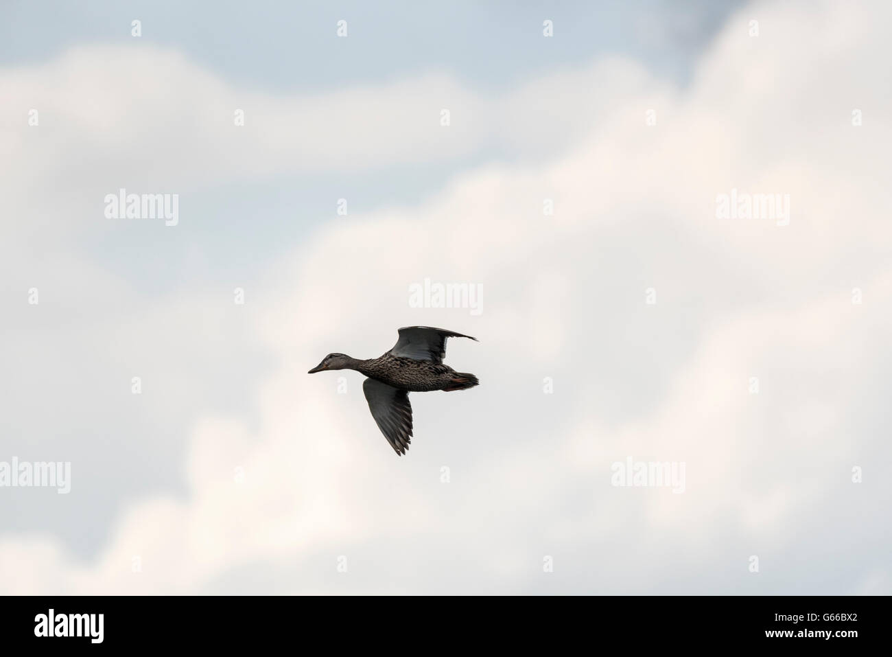 A female Gadwall duck in flight Stock Photo - Alamy