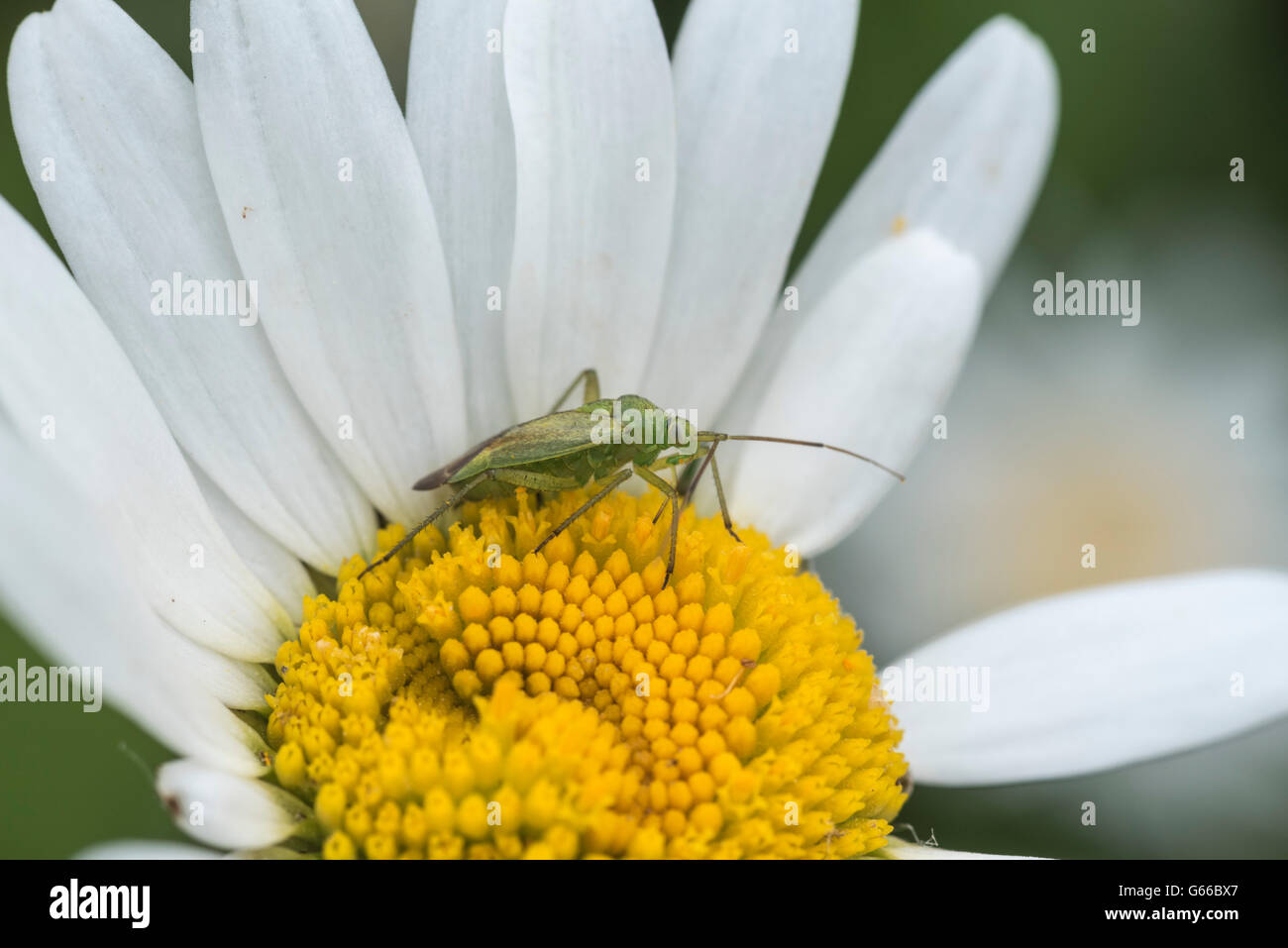 Capsid bug hi-res stock photography and images - Alamy