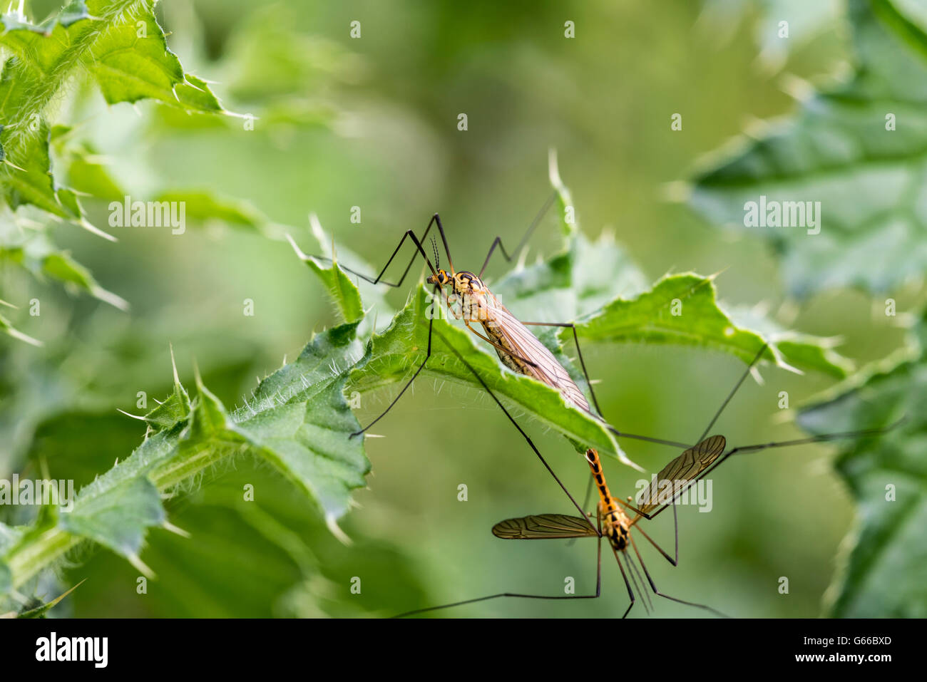 Nephrotoma hi-res stock photography and images - Alamy