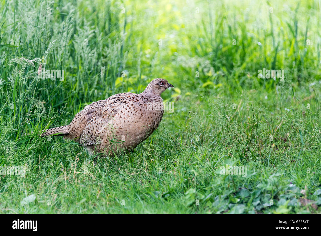 A female Pheasant feeding Stock Photo - Alamy