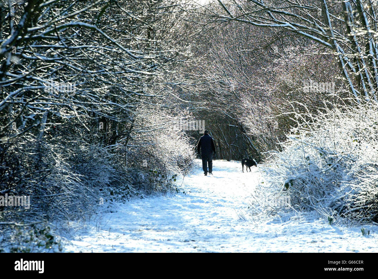 A woman talks her dog for a walk in the snow in Stockton near ...
