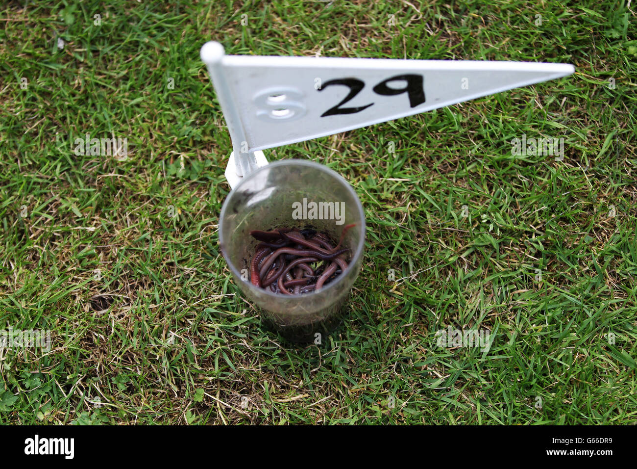 Worms in a pot at the 34th World Worm Charming Championship in ...