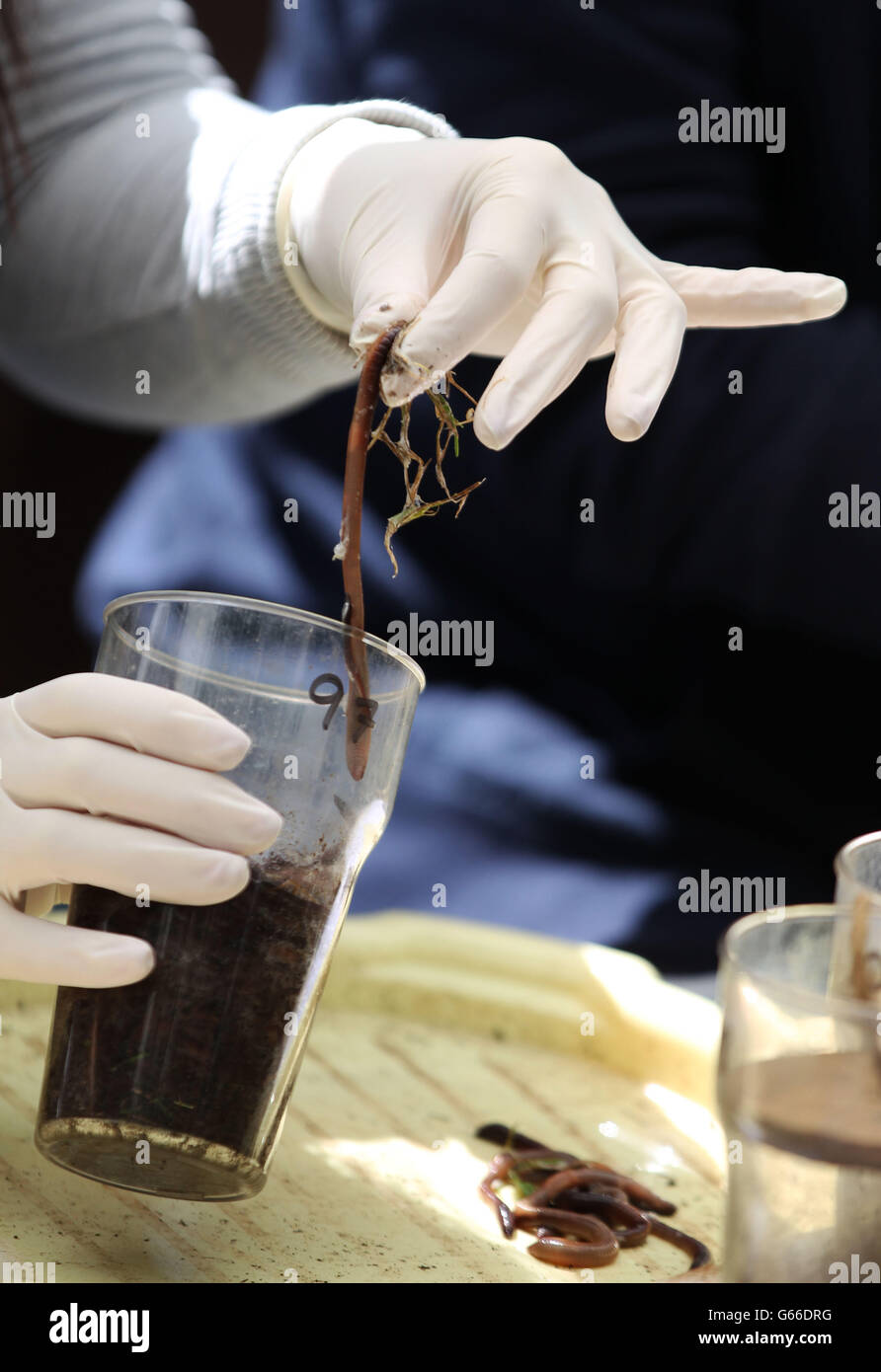 Worms are counted at the 34th World Worm Charming Championship in ...