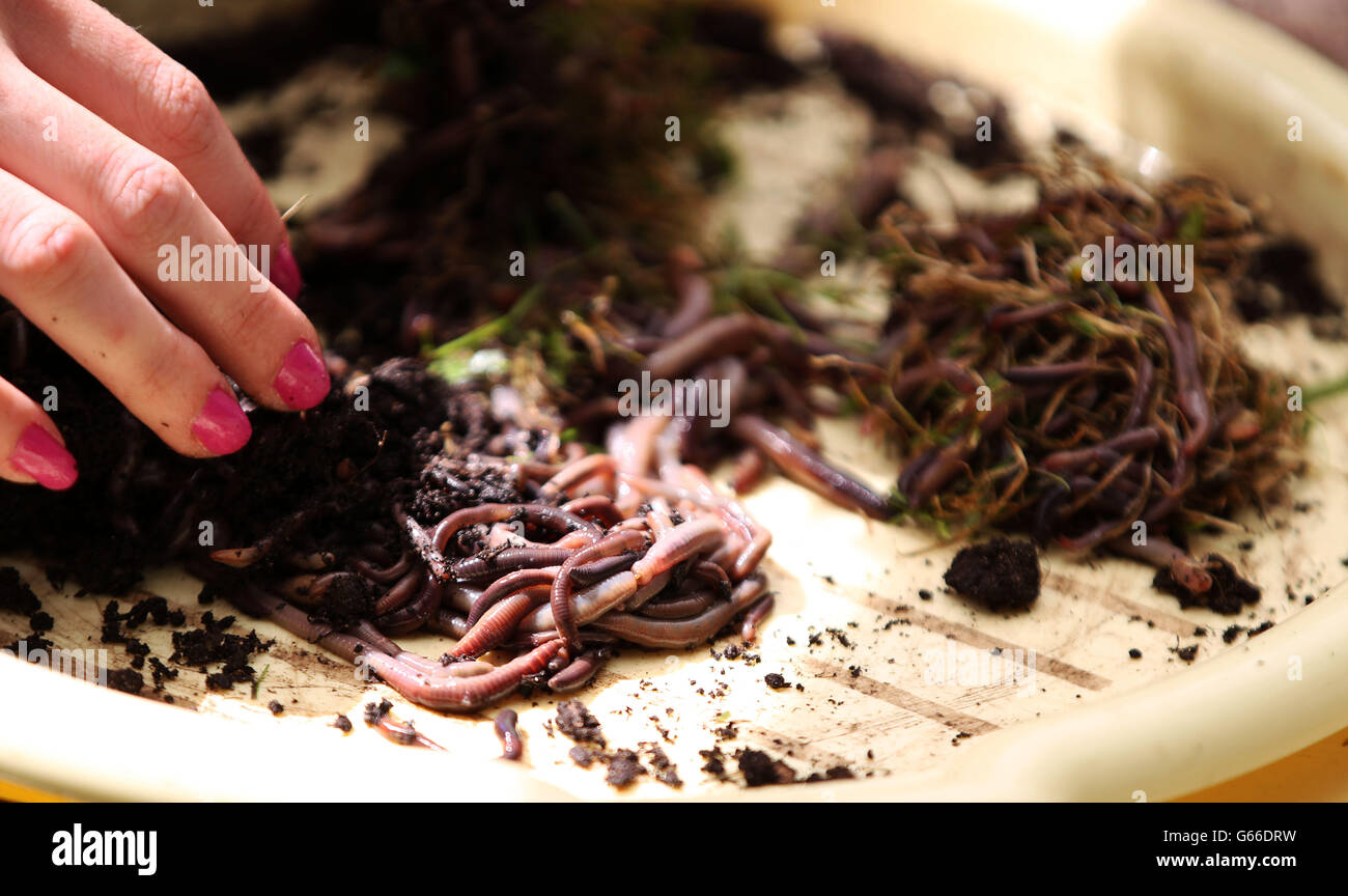 World worm charming championship hi-res stock photography and images ...