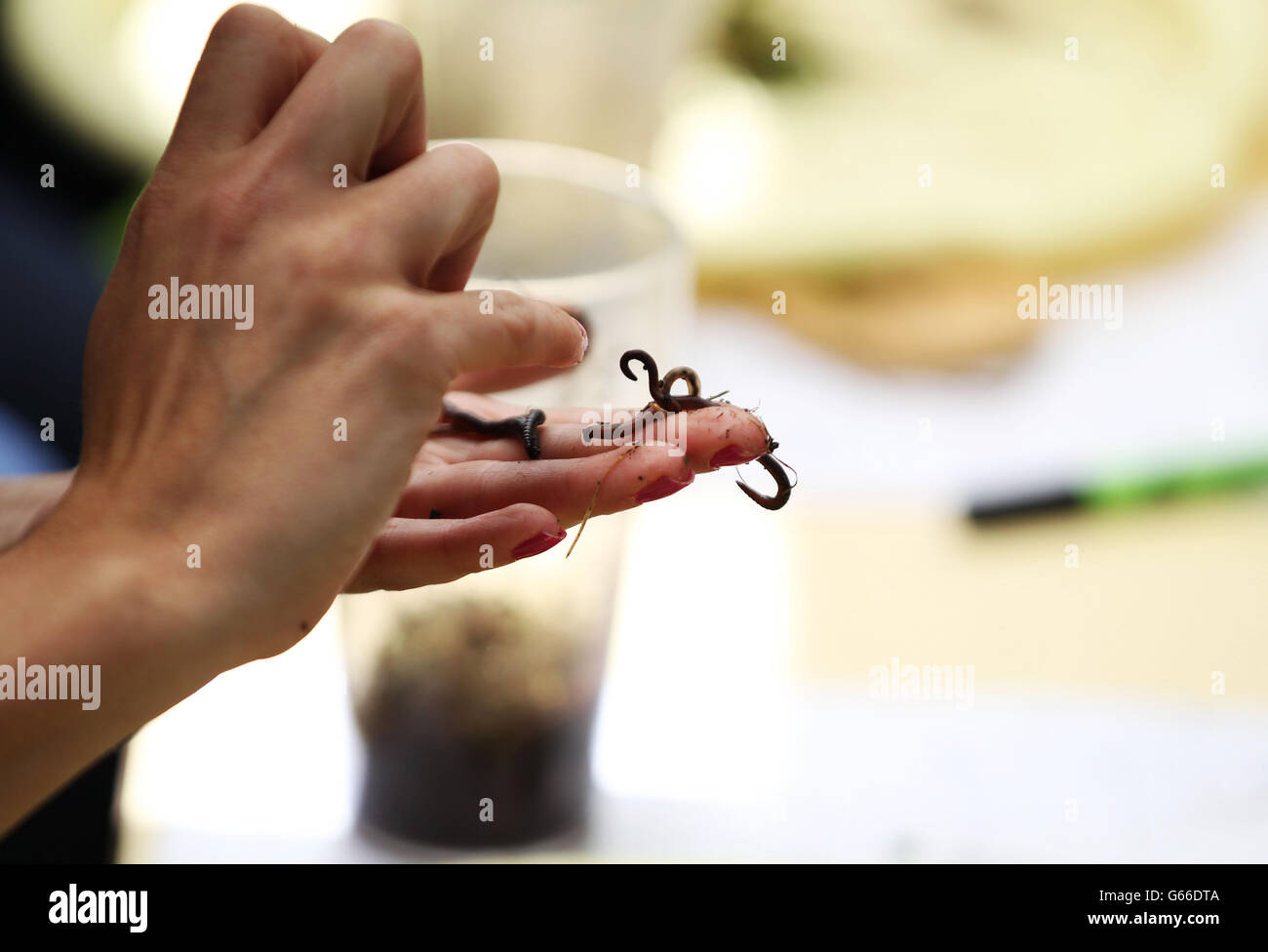 Worms are counted at the 34th World Worm Charming Championship in ...