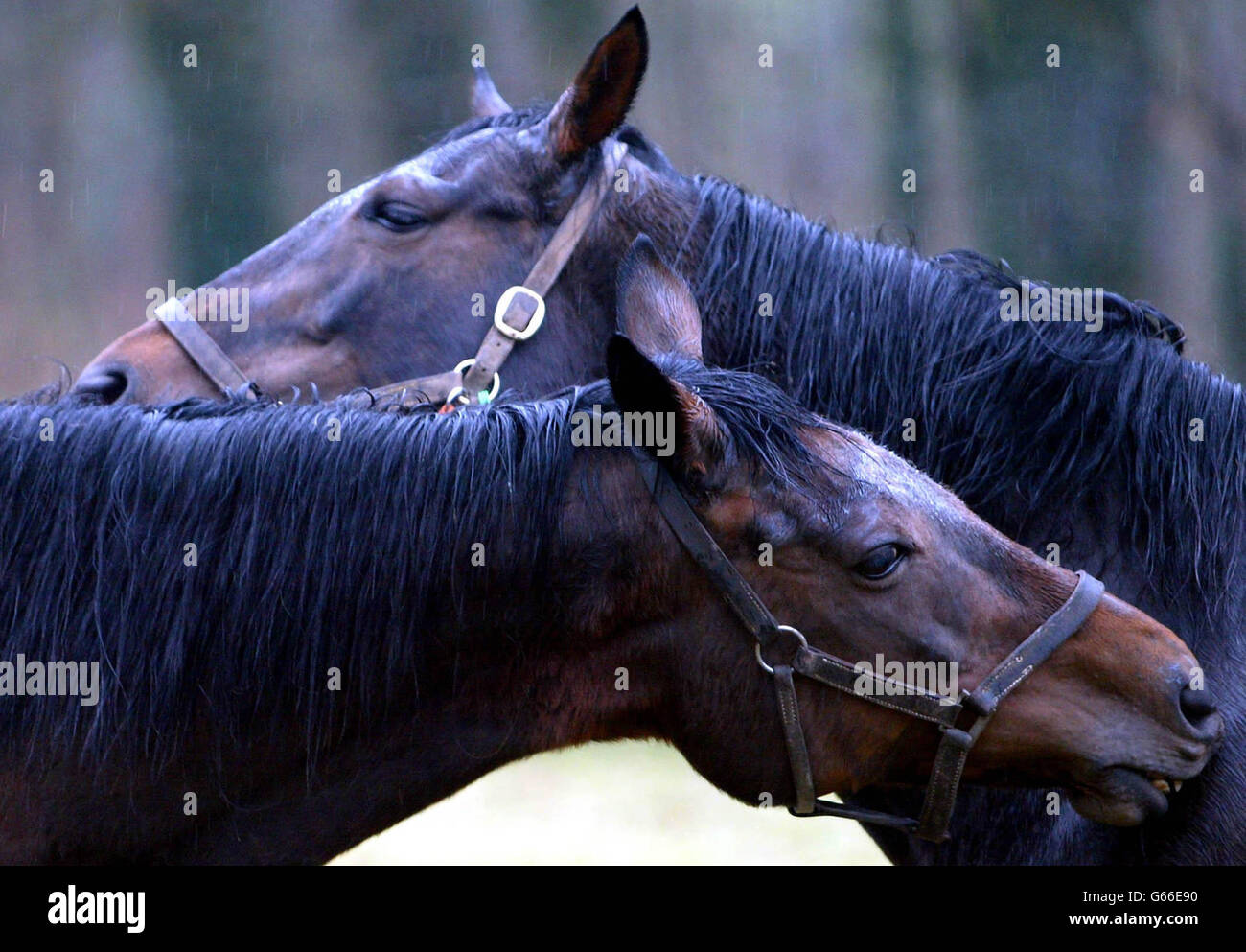 Sandringham stud hi-res stock photography and images - Alamy