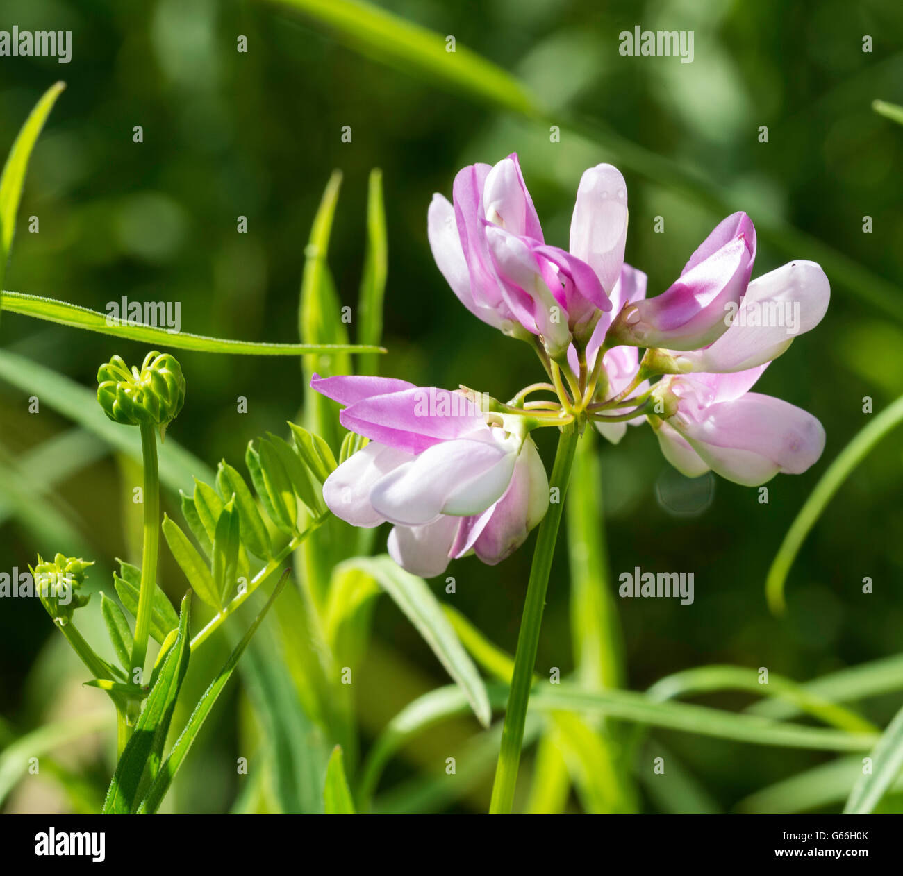 coronila varia in botanical garden in Rucphen Holland Stock Photo - Alamy