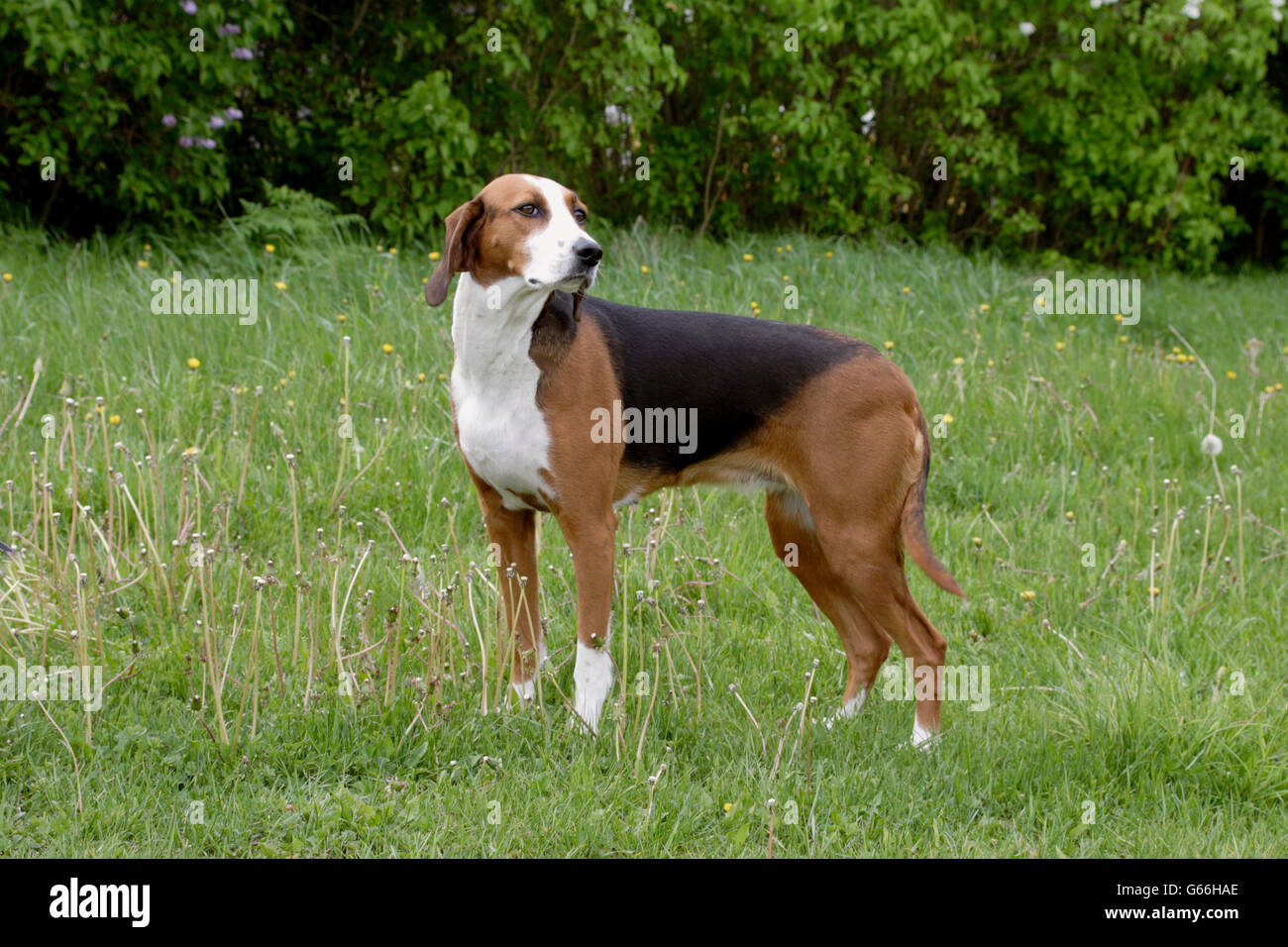 Finnish hound hi-res stock photography and images - Alamy