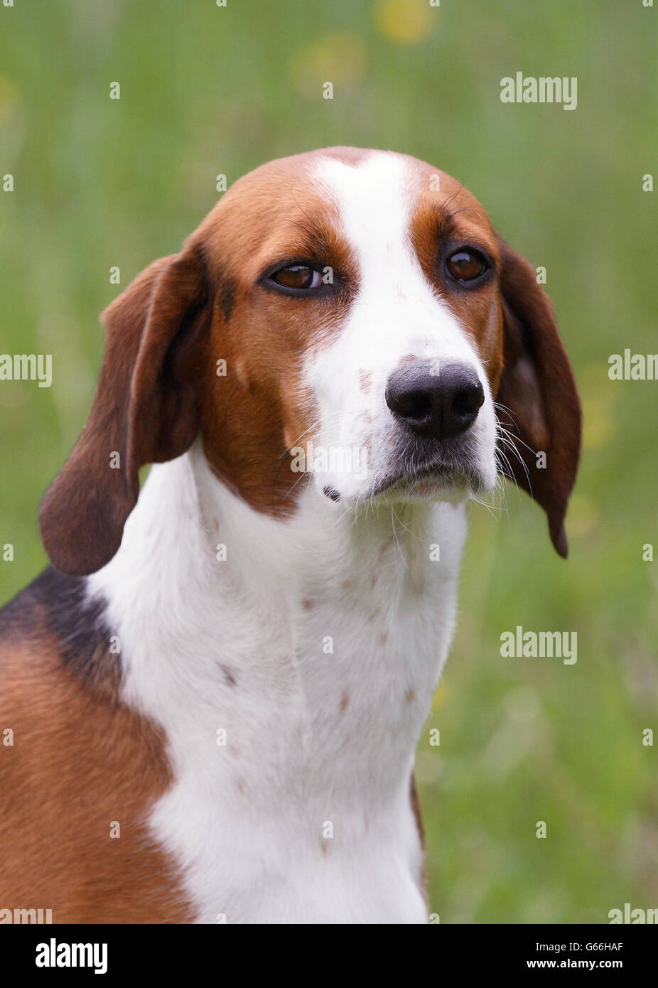 Finnish hound hi-res stock photography and images - Alamy