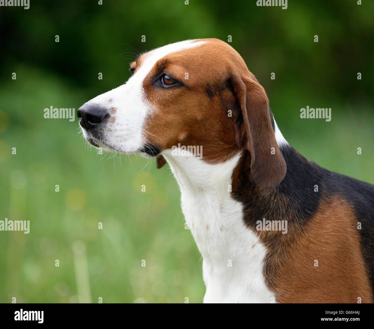 Finnish hound hi-res stock photography and images - Alamy